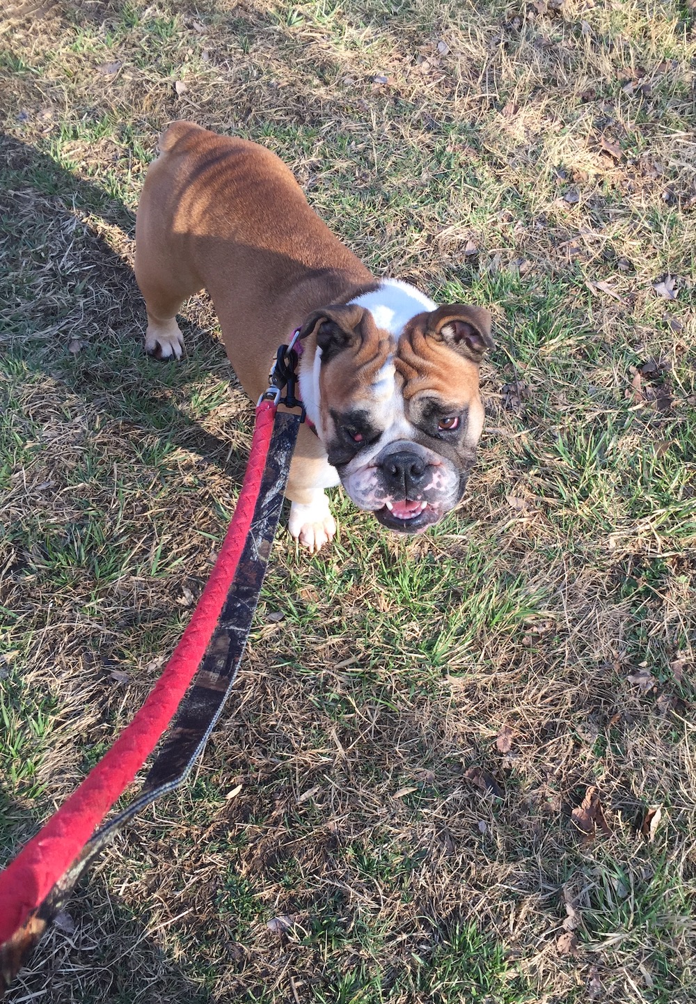 How to Train Your Dog: Basic Commands - All About Mutts